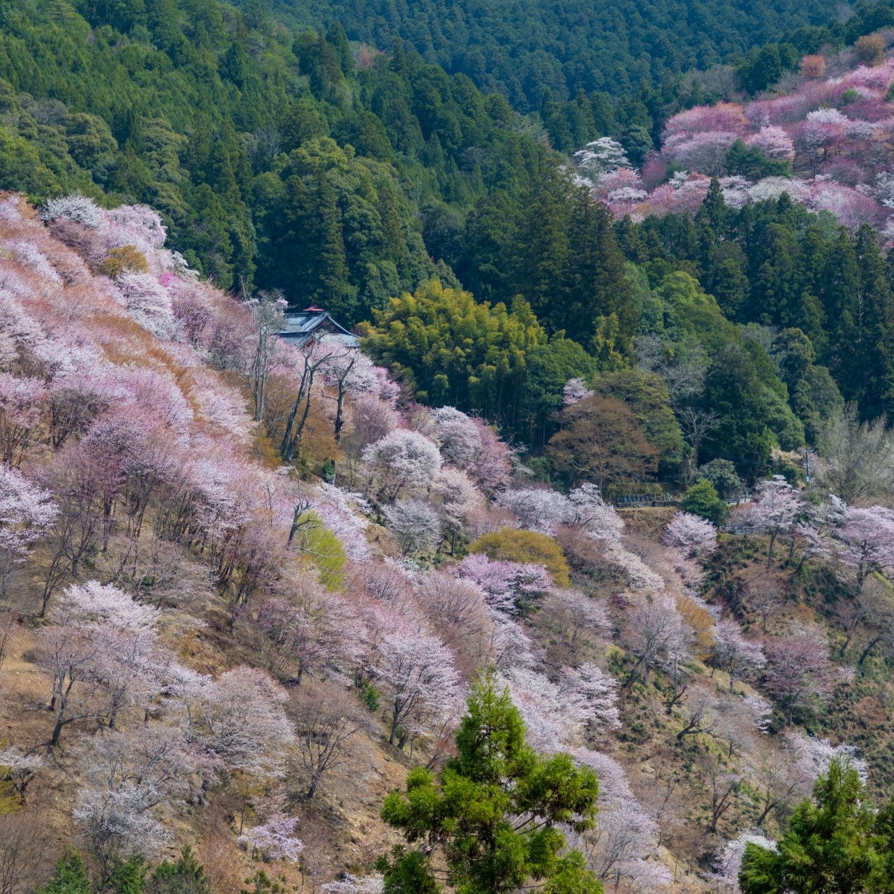Nara – UCHIYA Essential Oils